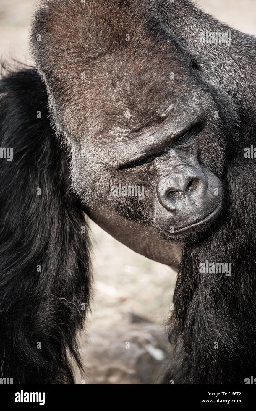 Gorilla face macro hi-res stock photography and images - Alamy