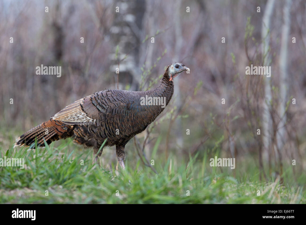 Adult eastern wild turkey hi-res stock photography and images - Alamy