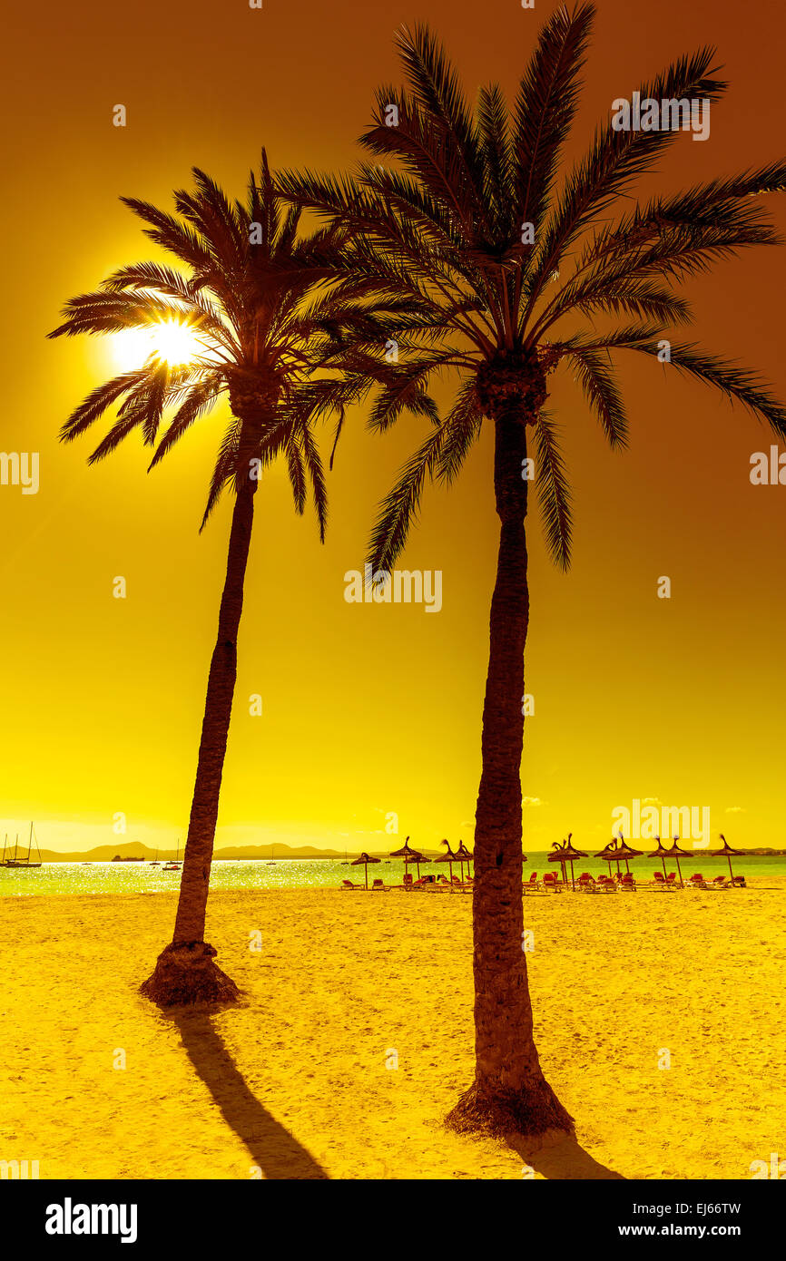 Platja de Alcudia beach Palm trees in Mallorca Majorca at Balearic ...