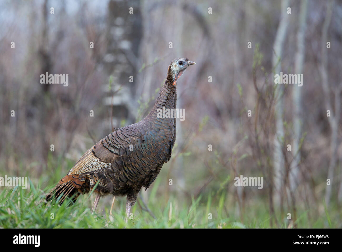 Eastern wild Turkey Stock Photo - Alamy