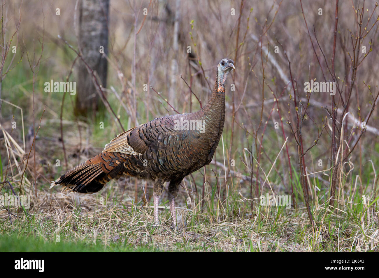 Eastern wild Turkey Stock Photo - Alamy