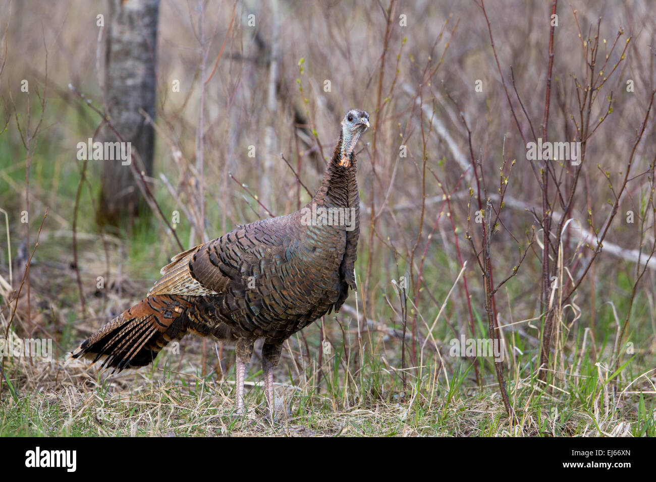 Eastern wild Turkey Stock Photo - Alamy