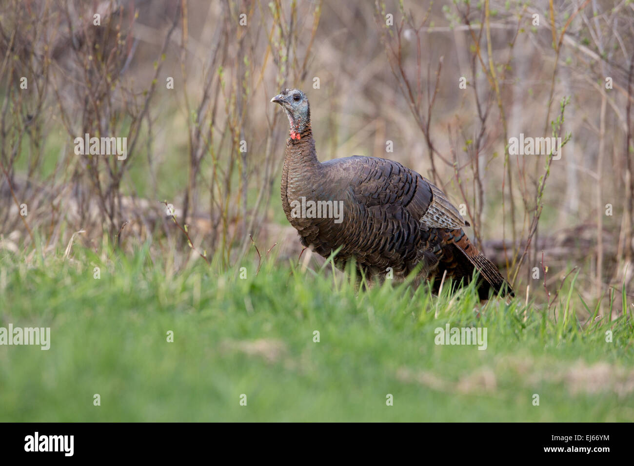 Eastern wild Turkey Stock Photo - Alamy