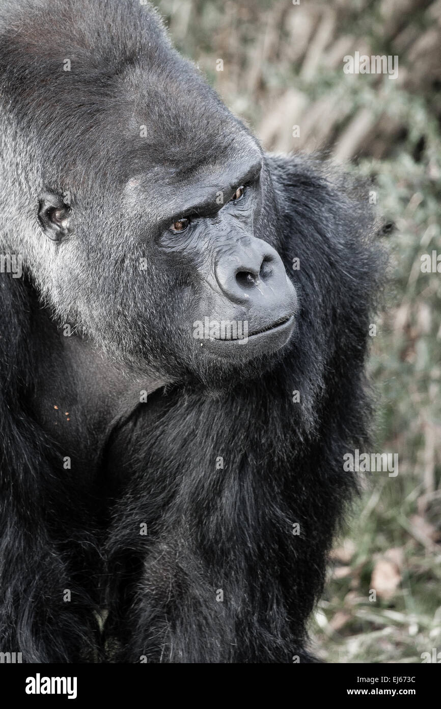 Gorilla face macro hi-res stock photography and images - Alamy
