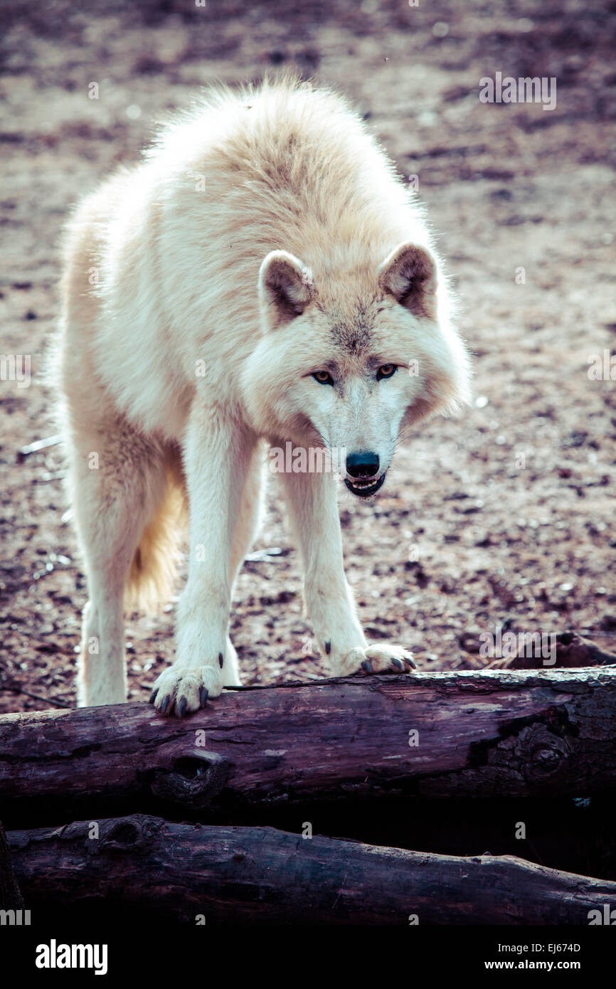 Arctic white wolf Stock Photo - Alamy