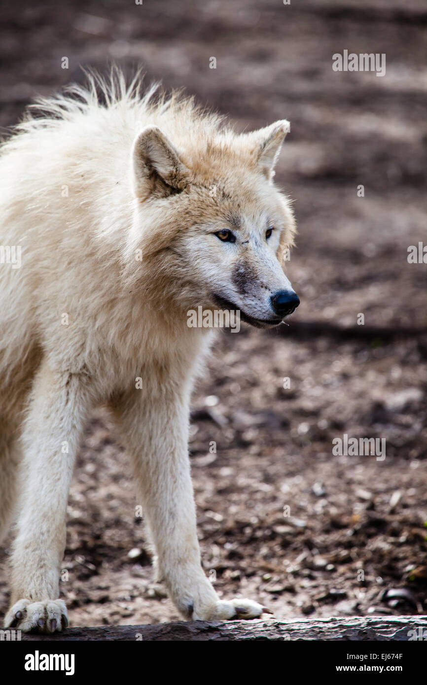 Arctic white wolf Stock Photo - Alamy