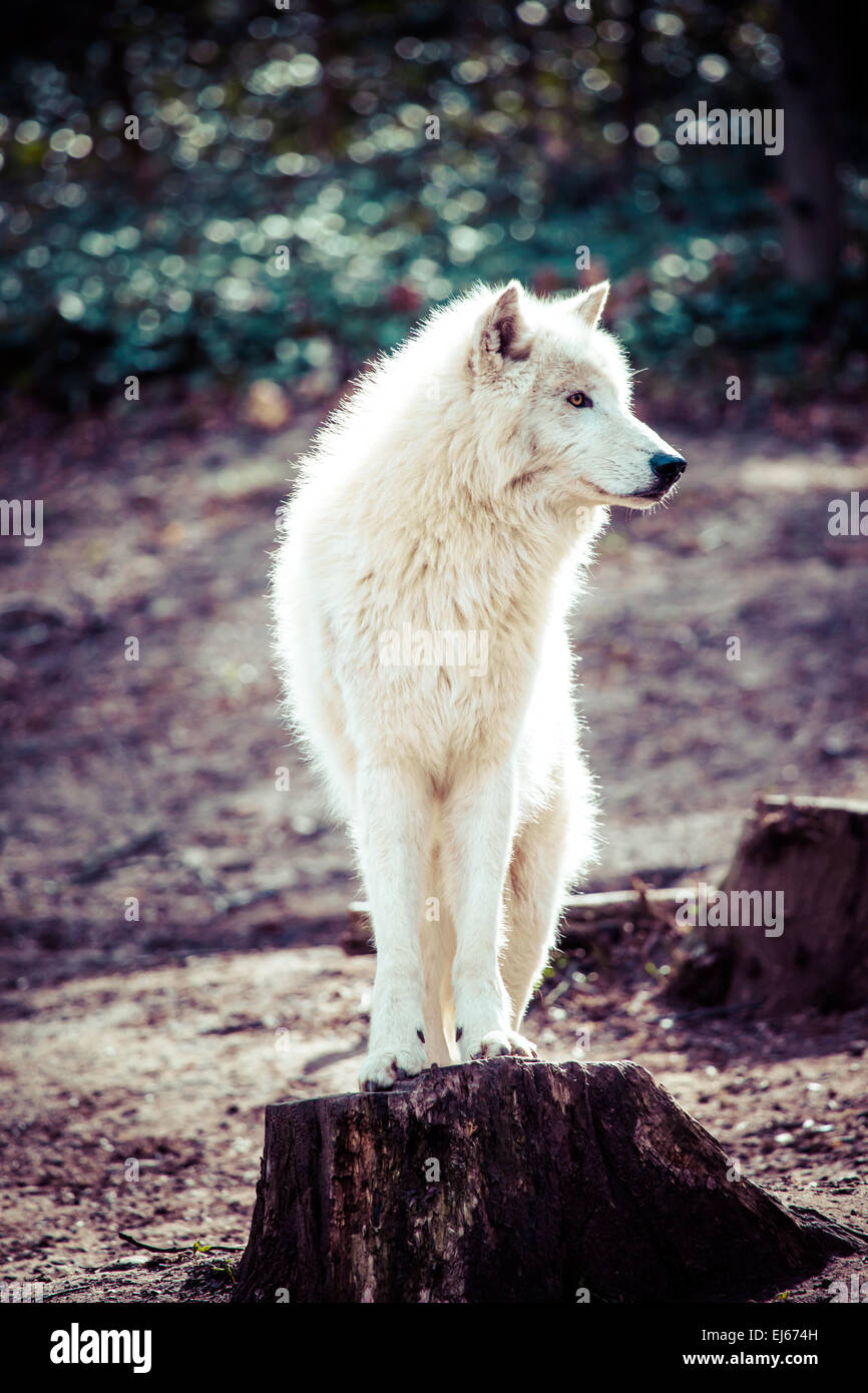 Arctic white wolf Stock Photo - Alamy