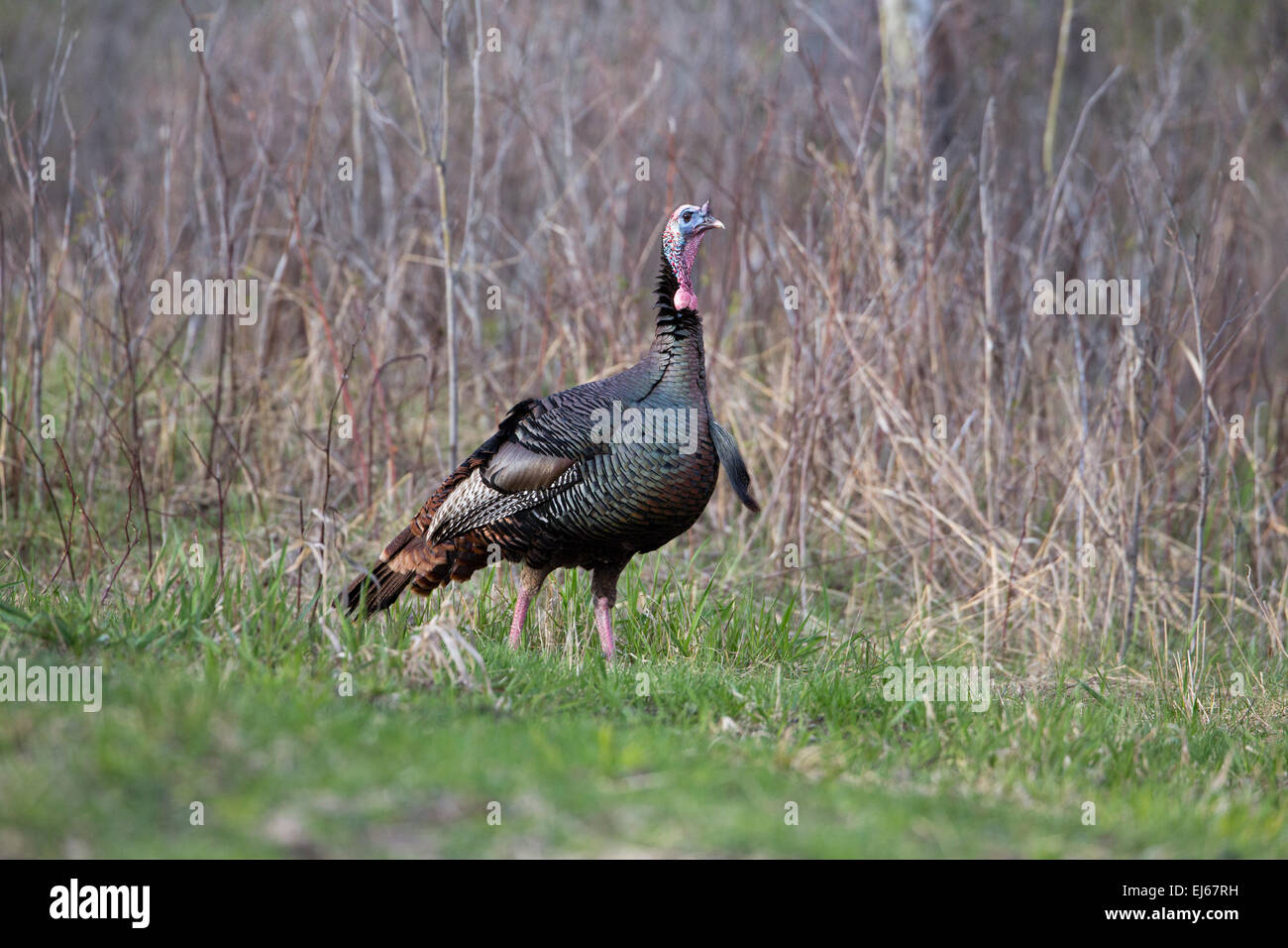 Eastern wild Turkey Stock Photo - Alamy
