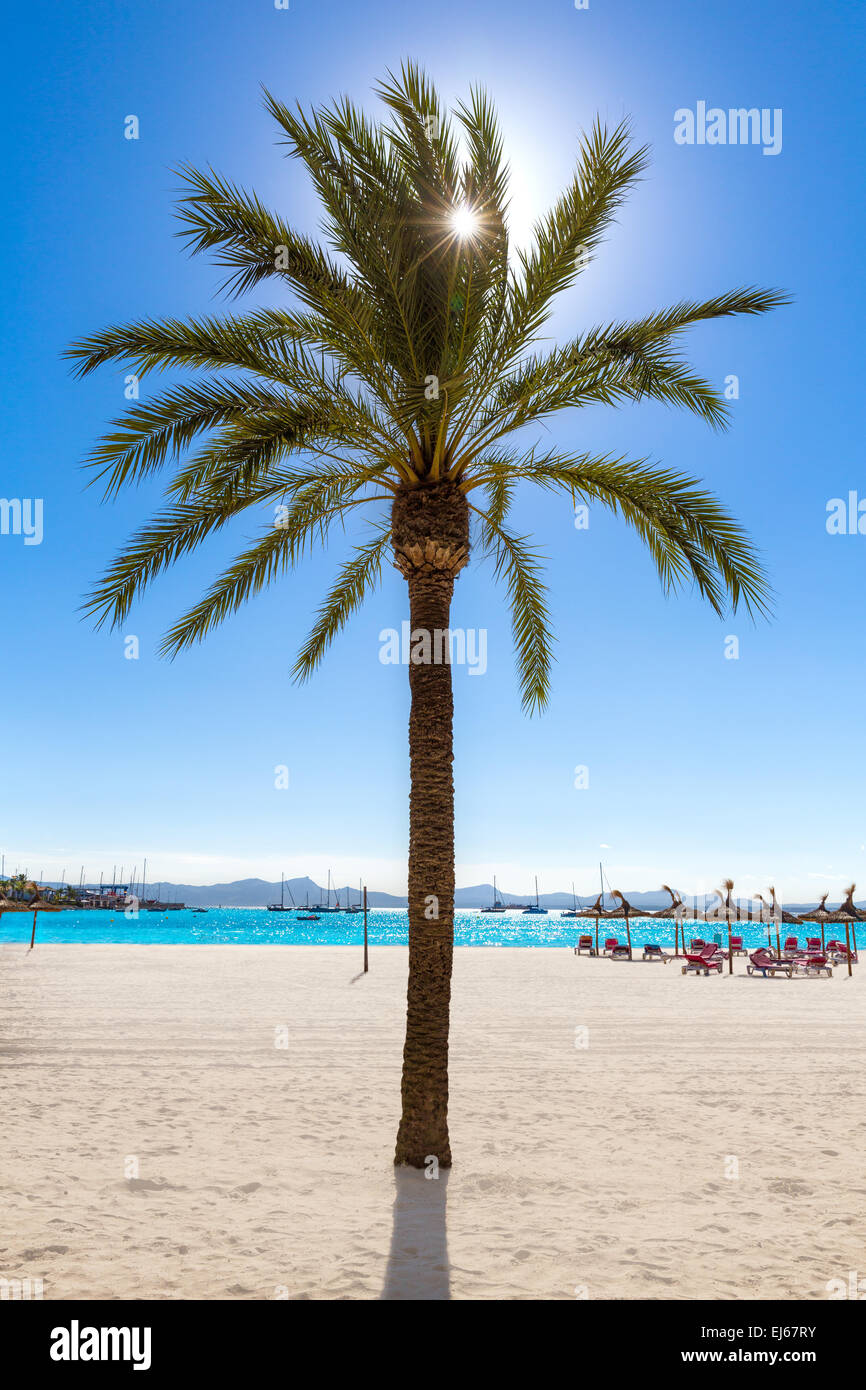 Platja de Alcudia beach Palm trees in Mallorca Majorca at Balearic ...