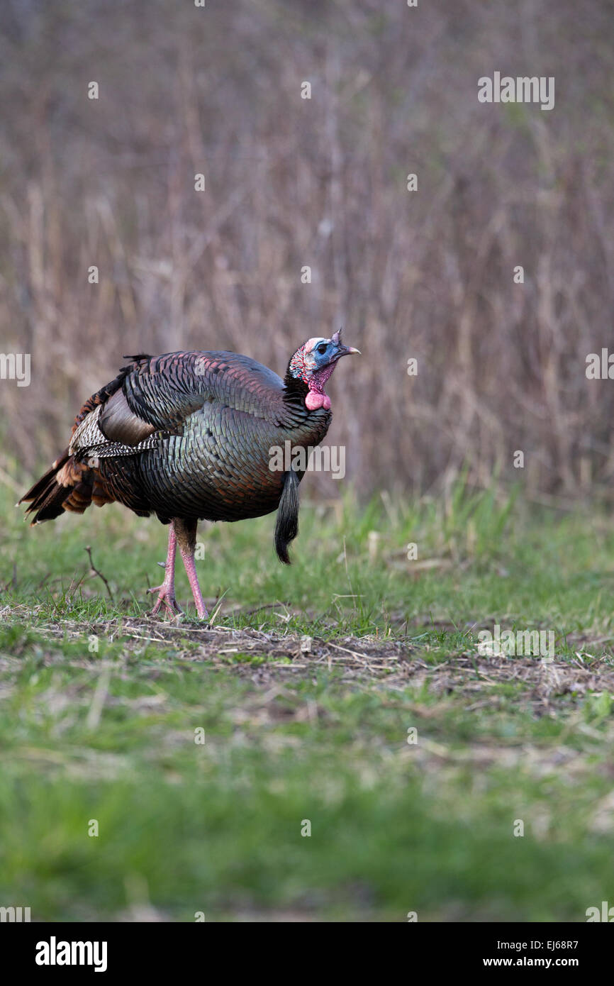 Eastern wild Turkey Stock Photo - Alamy