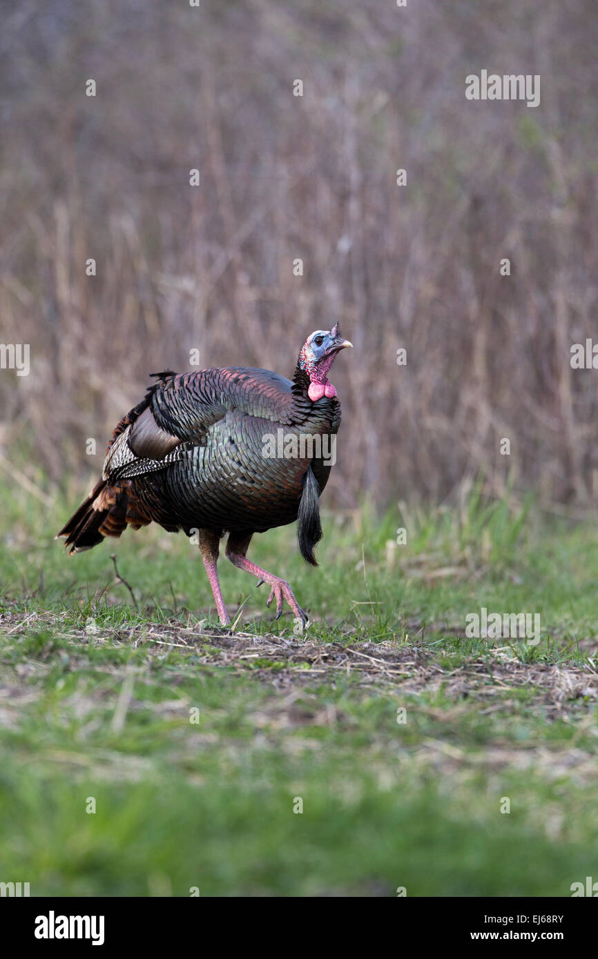 Eastern wild Turkey Stock Photo - Alamy