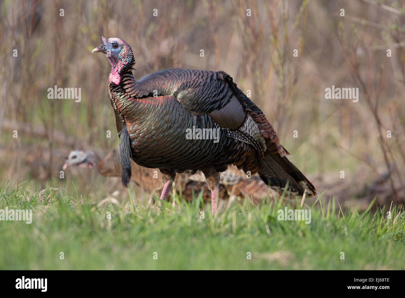 Eastern wild Turkey Stock Photo - Alamy