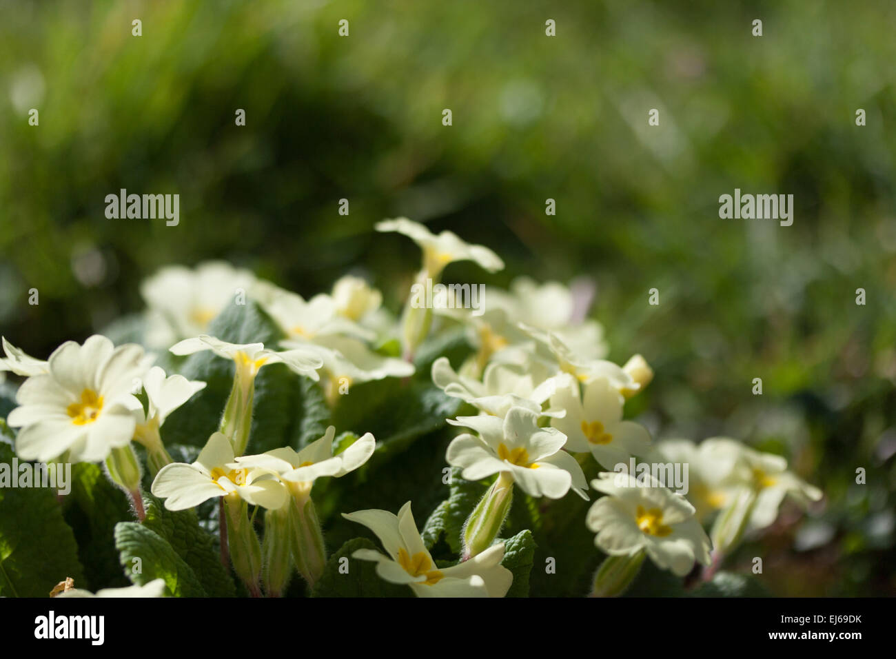 Common primrose flowers in the warm spring sun Stock Photo - Alamy