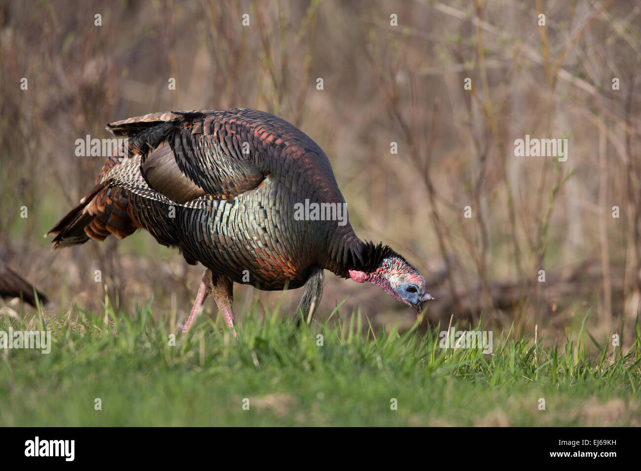 Eastern wild Turkey Stock Photo - Alamy