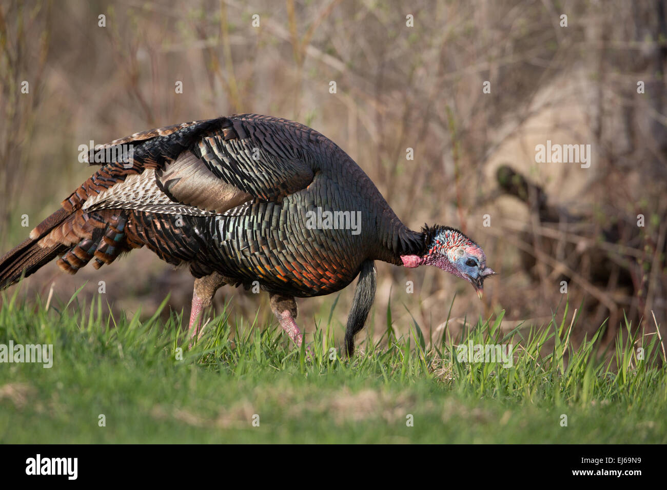 Eastern wild Turkey Stock Photo - Alamy