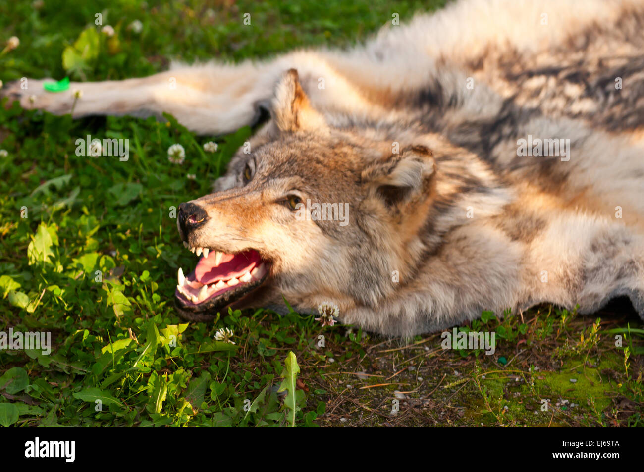 Killed wolf hi-res stock photography and images - Alamy