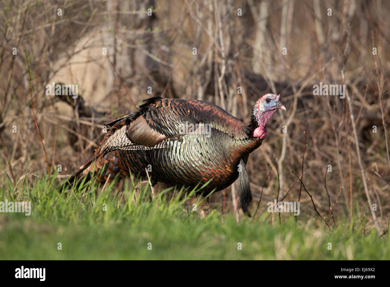 Eastern wild Turkey Stock Photo - Alamy