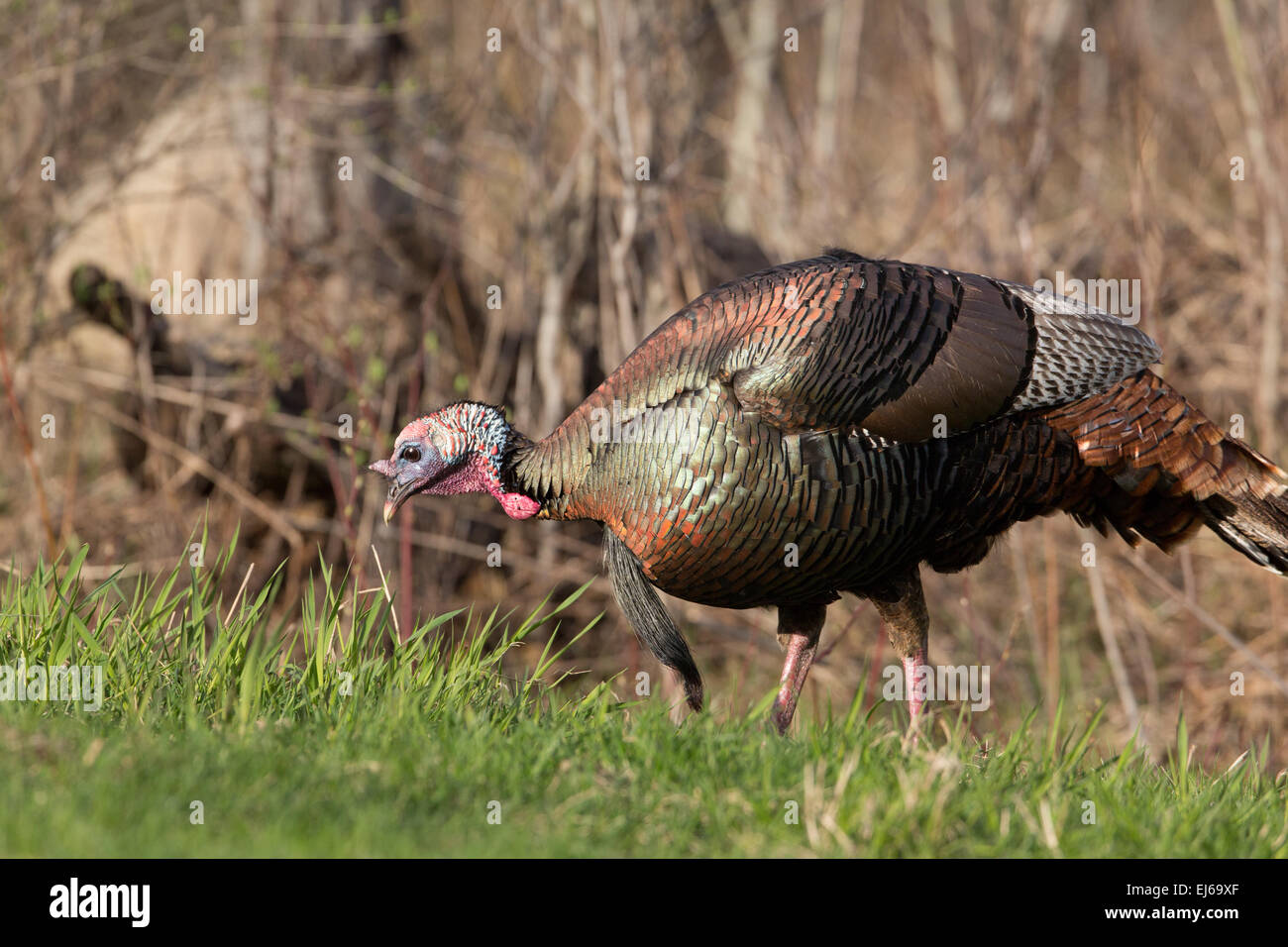 Eastern wild Turkey Stock Photo - Alamy