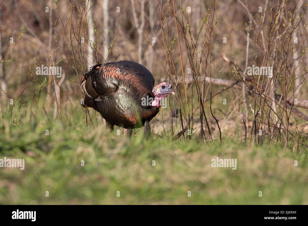 Eastern wild Turkey Stock Photo - Alamy