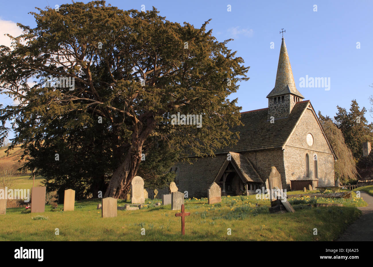 Discoed Powys St Michael's Church and an ancient yew tree thought to be ...