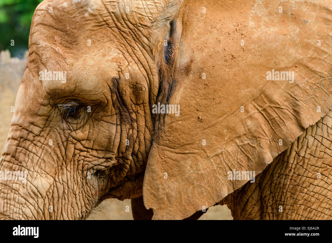 detail of the skin of an African elephant Stock Photo - Alamy