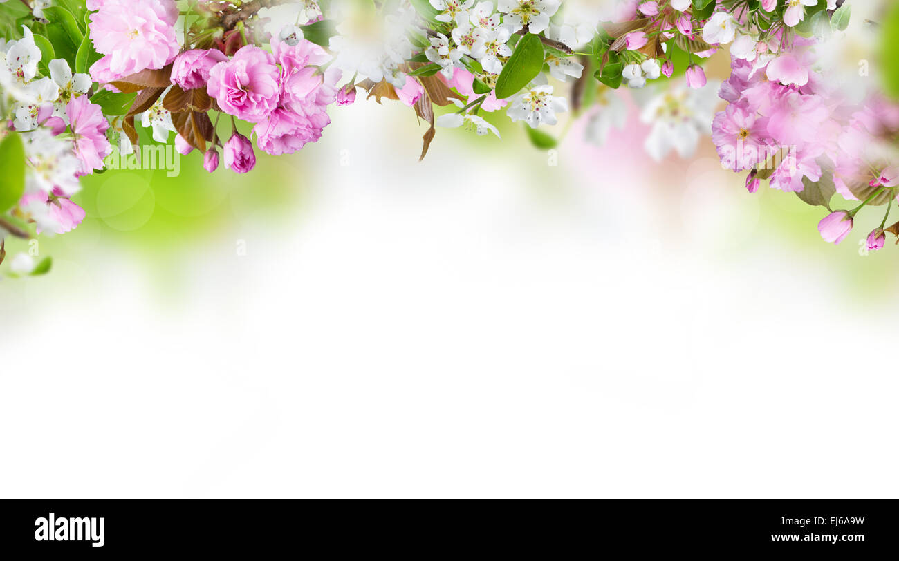 Beautiful spring blossoms background on white background Stock Photo ...