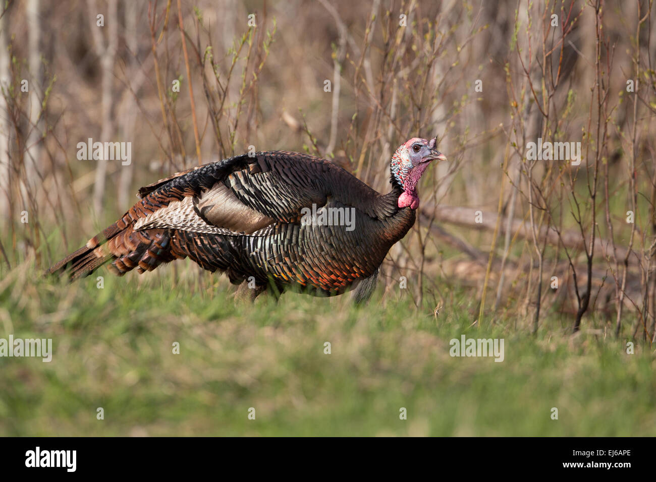 Eastern wild Turkey Stock Photo - Alamy