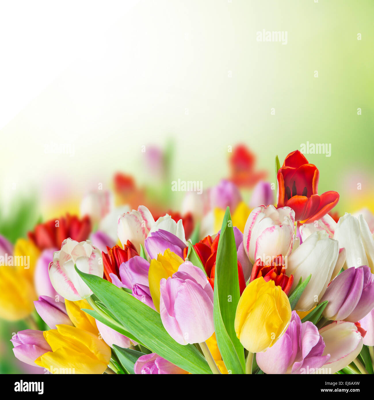 tulips over white background, bouquet of spring easter flowers Stock ...