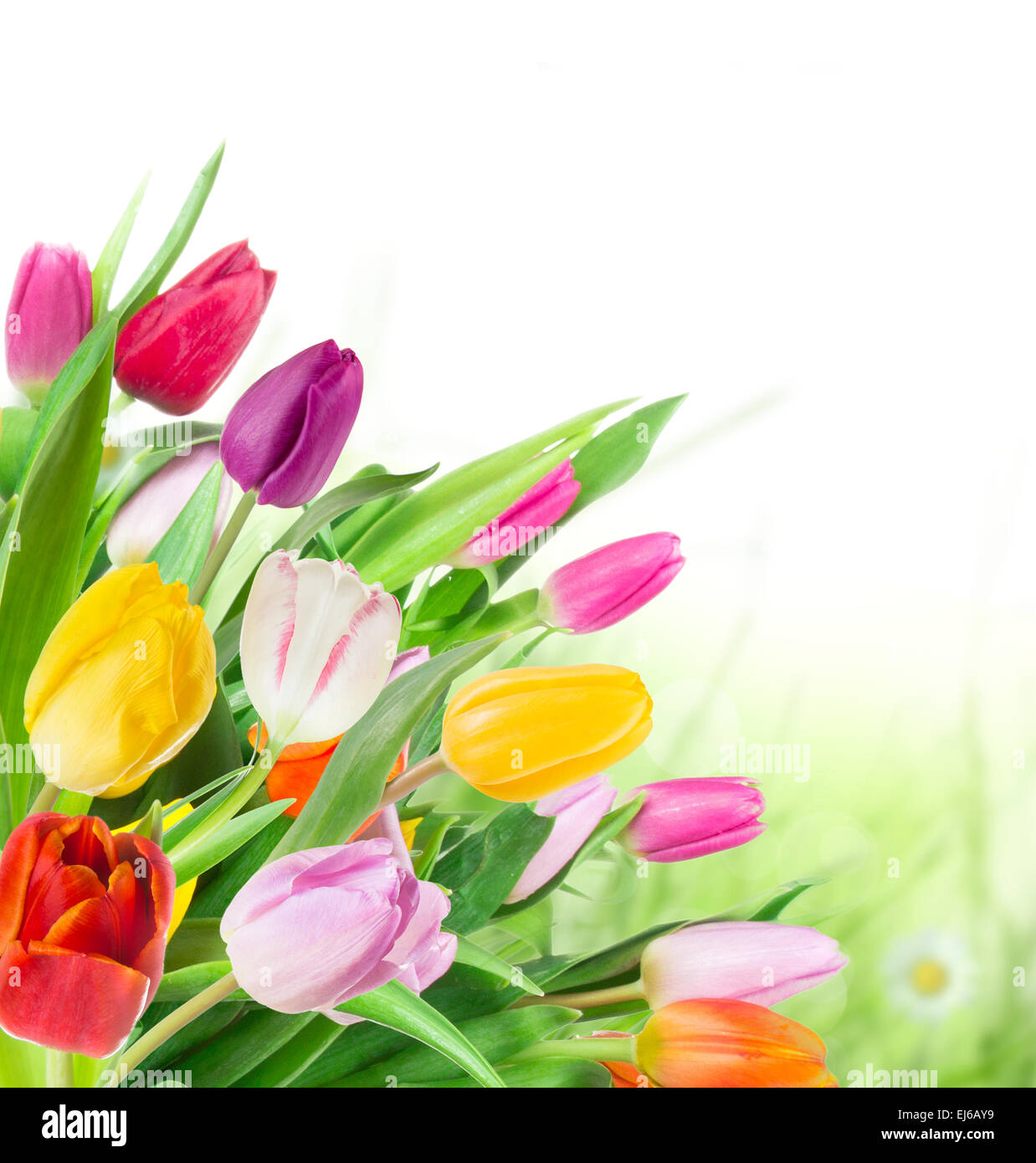 tulips over white background, bouquet of spring easter flowers Stock ...
