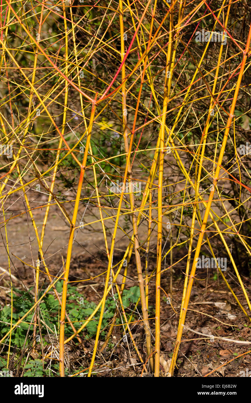 Yellow and red winter stems of the deciduous shrub, Cornus sanguinea ...