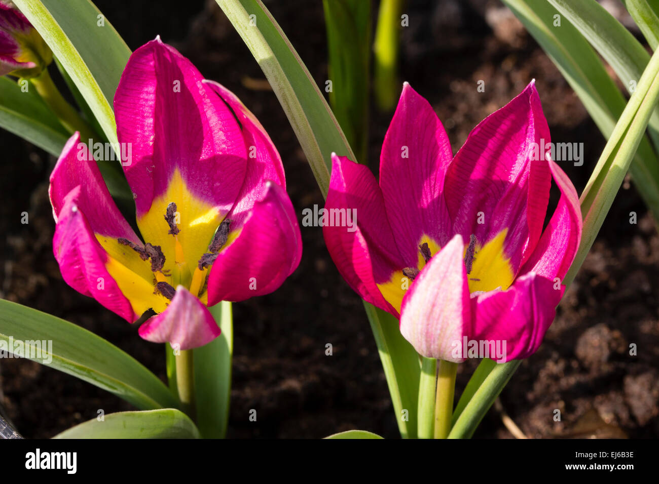 Flowers of the dwarf species tulip, Tulipa humilis 'Persian Pearl' in a ...