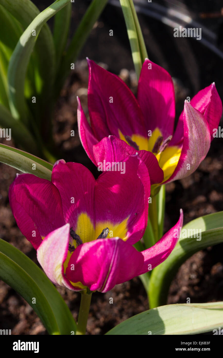 Flowers of the dwarf species tulip, Tulipa humilis 'Persian Pearl' in a ...