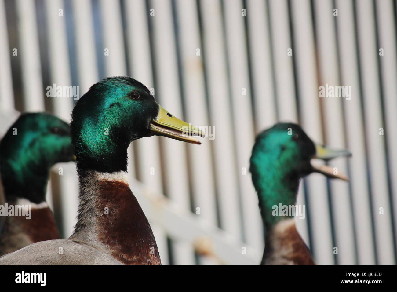 Irridescent green heads Stock Photo - Alamy