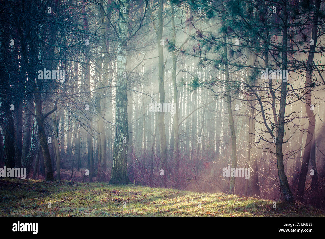 Road and sunbeams in strong fog in the forest, Poland Stock Photo - Alamy