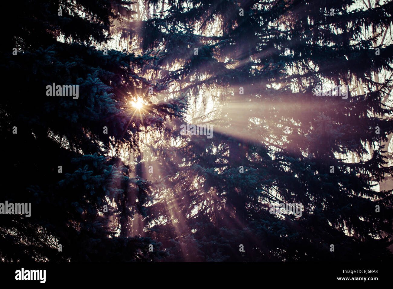 Beautiful sunbeams in pine forest, Poland Stock Photo - Alamy