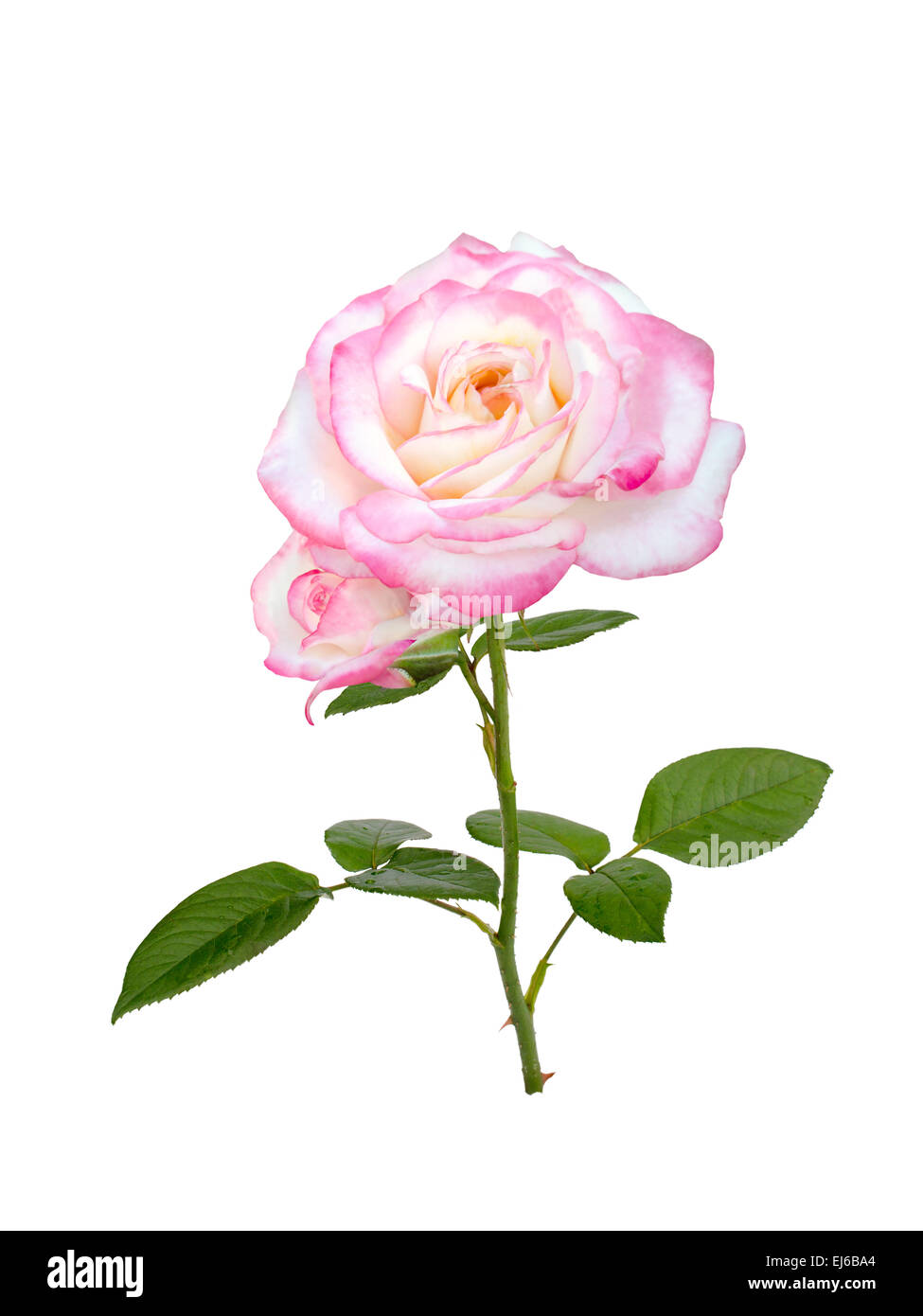 Bright pink rose 'Laminuet' isolated on white background Stock Photo ...