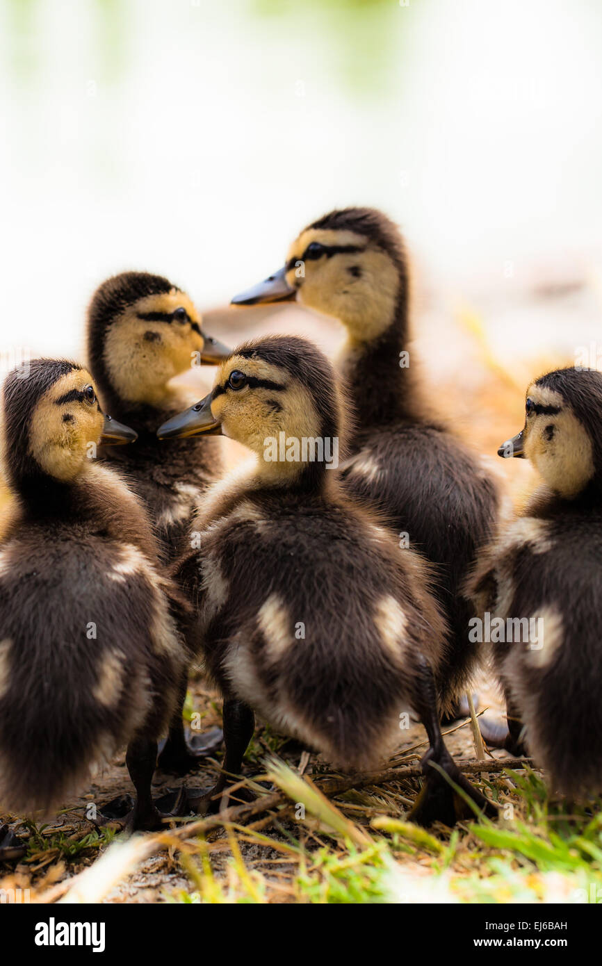 Duclkings sitting by the river bank Stock Photo - Alamy