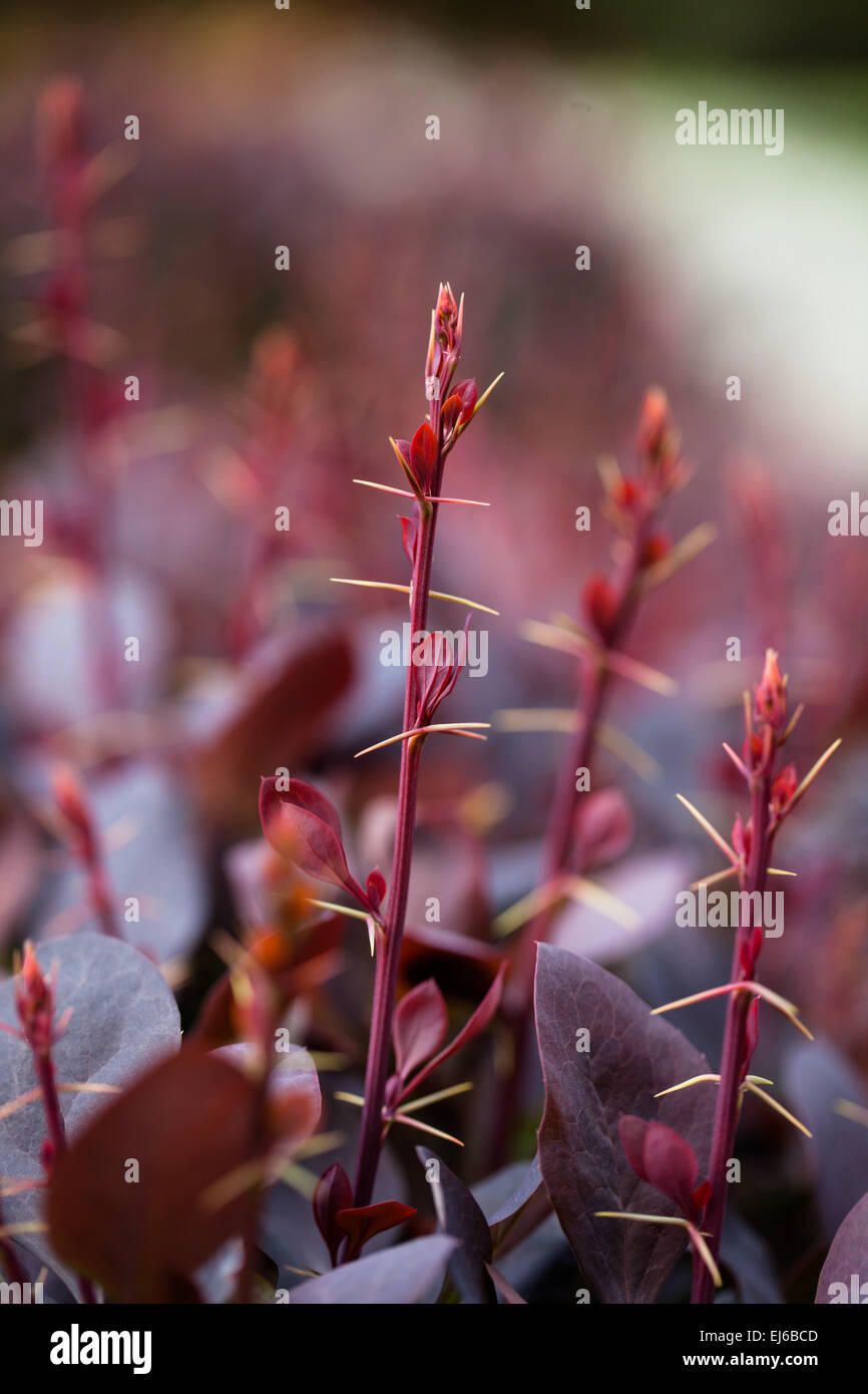 Georgia botanical garden fall hi-res stock photography and images - Alamy