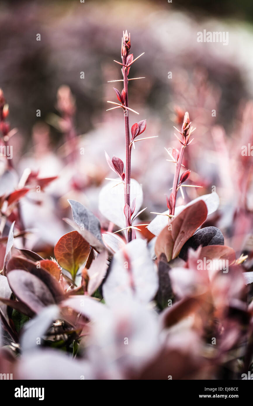 Botanical garden in tbilisi hi-res stock photography and images - Alamy