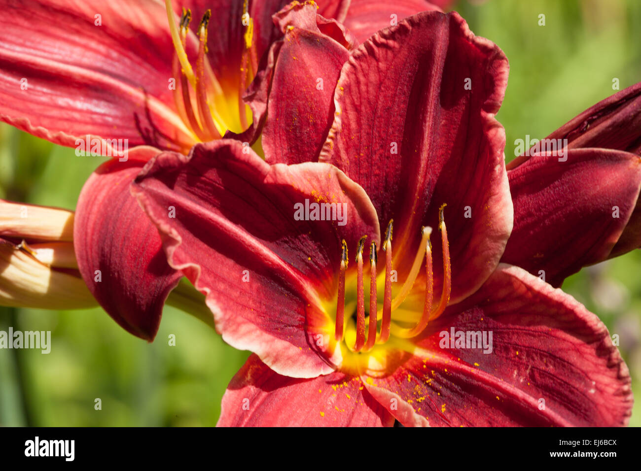 Beautiful red Lily closeup Stock Photo - Alamy