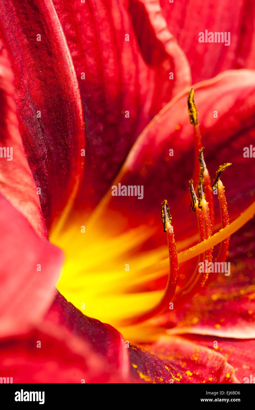 Beautiful red Lily closeup Stock Photo - Alamy