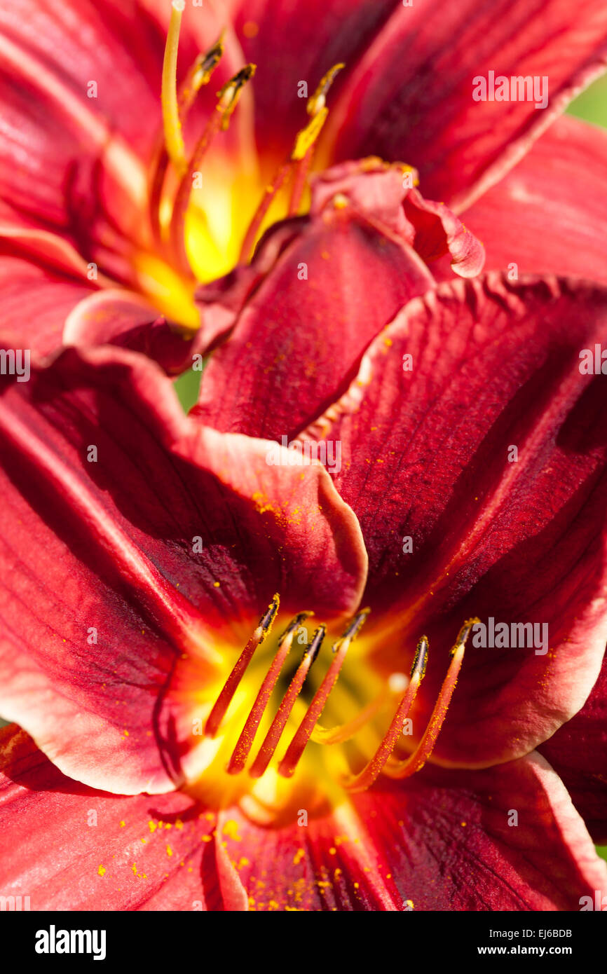 Beautiful red Lily closeup Stock Photo - Alamy