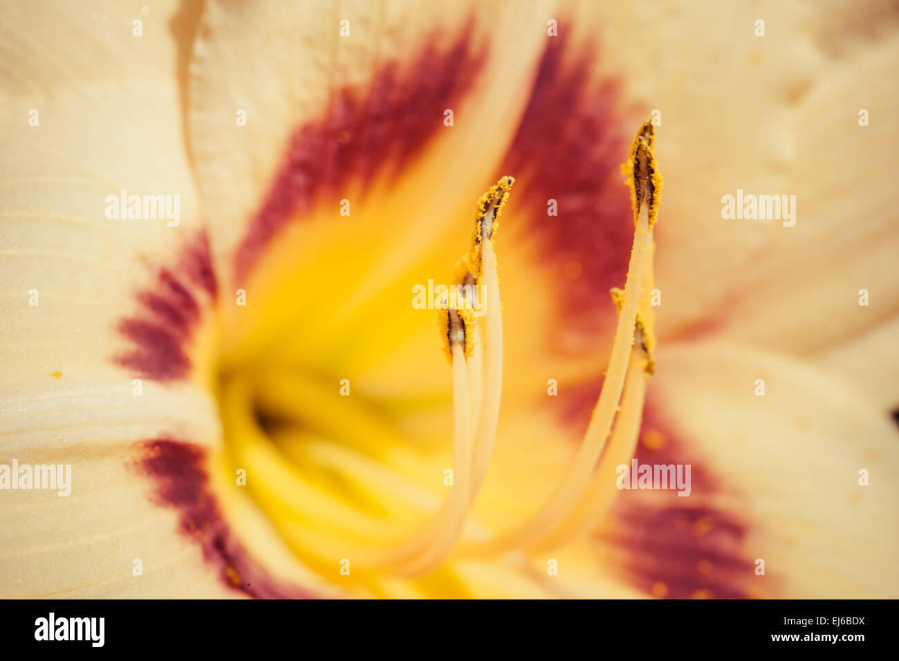 Peace lily abstract hi-res stock photography and images - Alamy