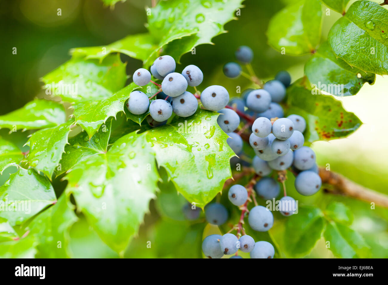 Real holly berries and leaves on red background. Macro with extremely ...