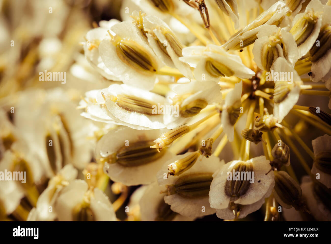 close up of the seeds Stock Photo - Alamy