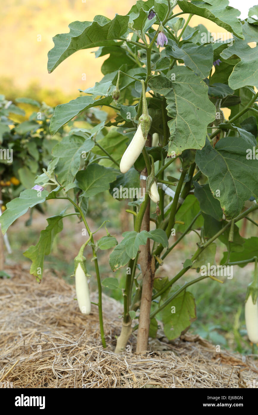 Eggplant tree hi-res stock photography and images - Alamy