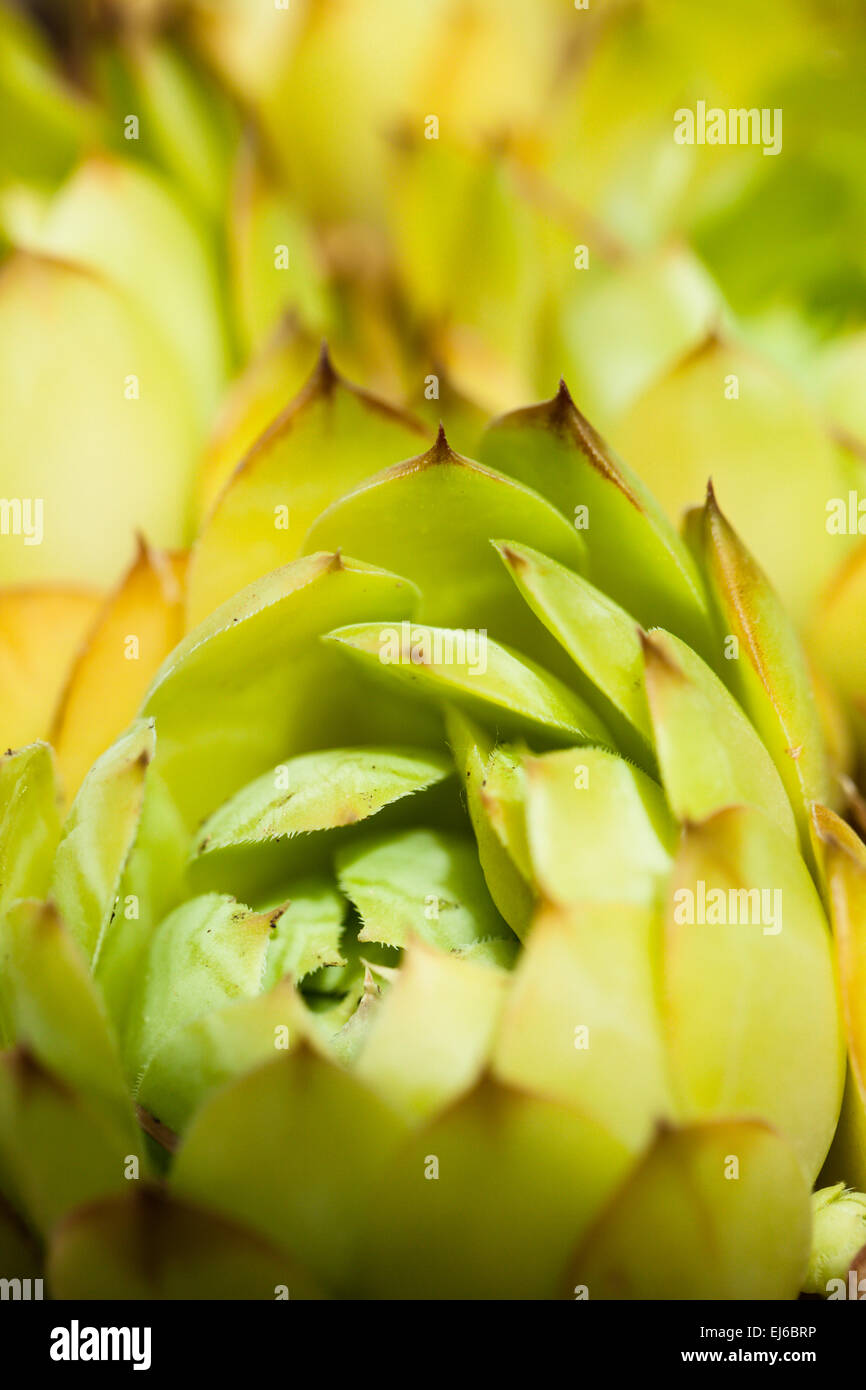 Macro shot leaves agave hi-res stock photography and images - Alamy