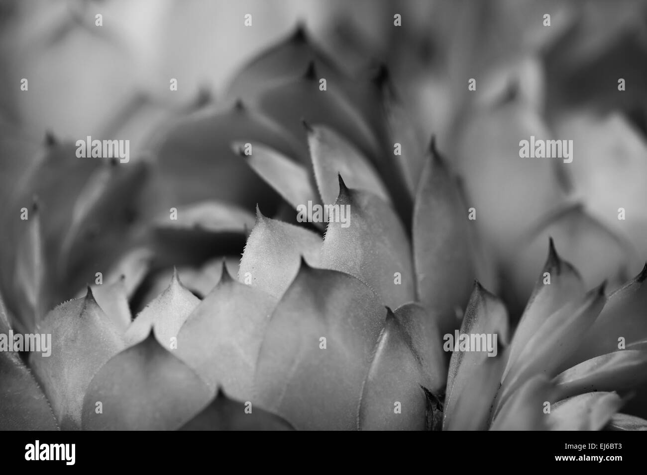 Small plant green leaves Black and White Stock Photos & Images - Alamy