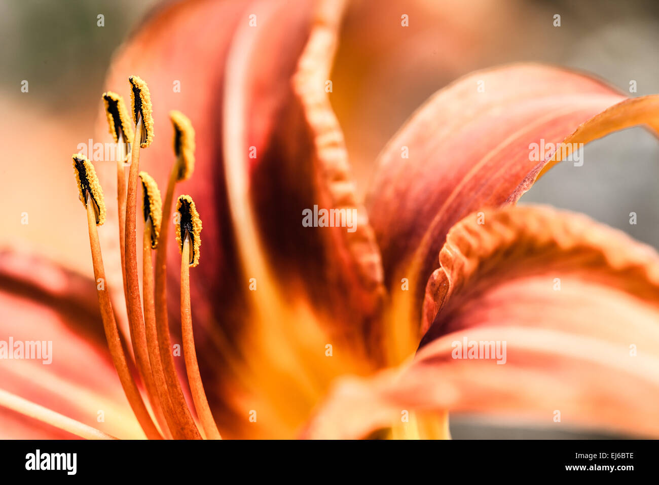 Macro of orange and yellow lily of the Incas (Alstroemeria) in a ...