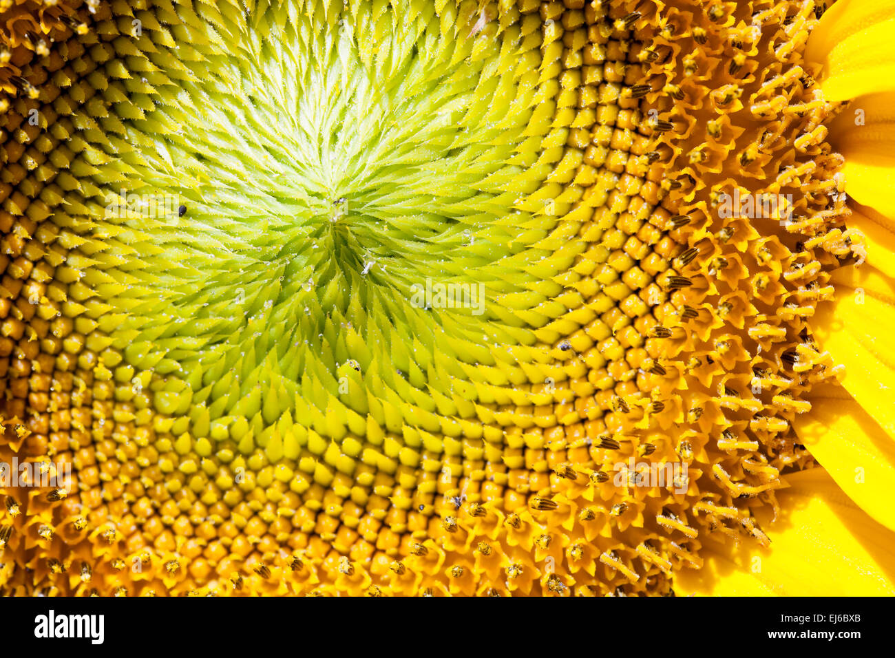 Yelow head hi-res stock photography and images - Alamy